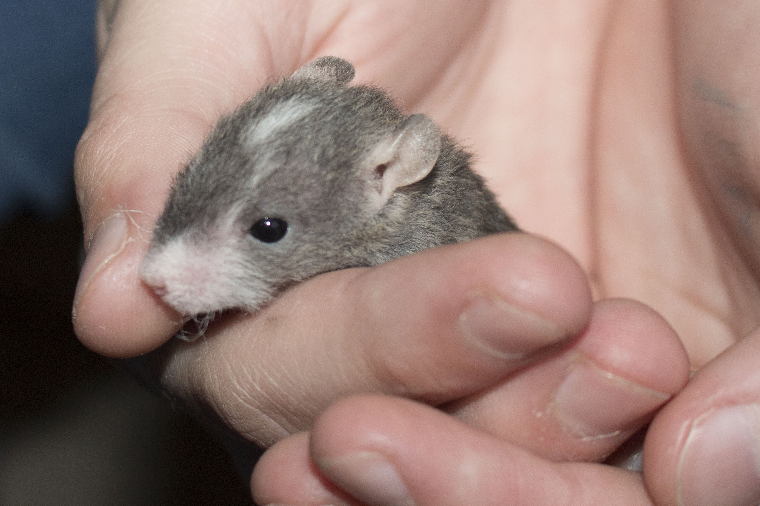 Arizona | Rat Breeder | Raining Rats Rattey