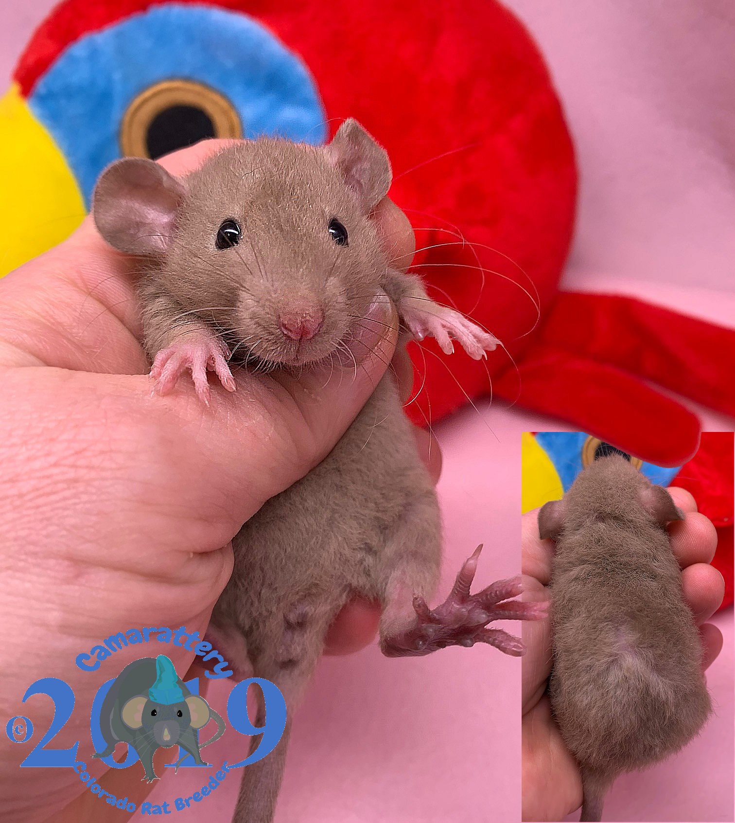 Arizona | Rat Breeder | Raining Rats Rattey