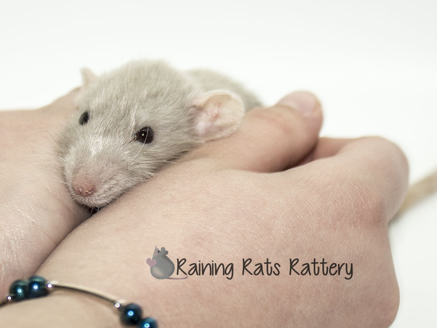 Arizona | Rat Breeder | Raining Rats Rattey