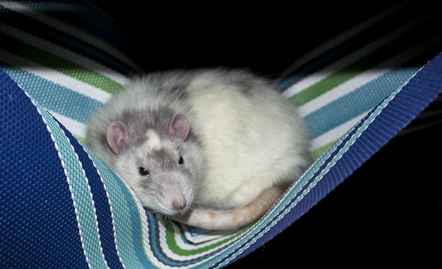 Arizona | Rat Breeder | Raining Rats Rattey