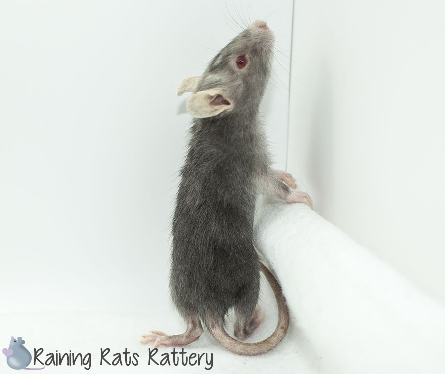 Arizona | Rat Breeder | Raining Rats Rattey