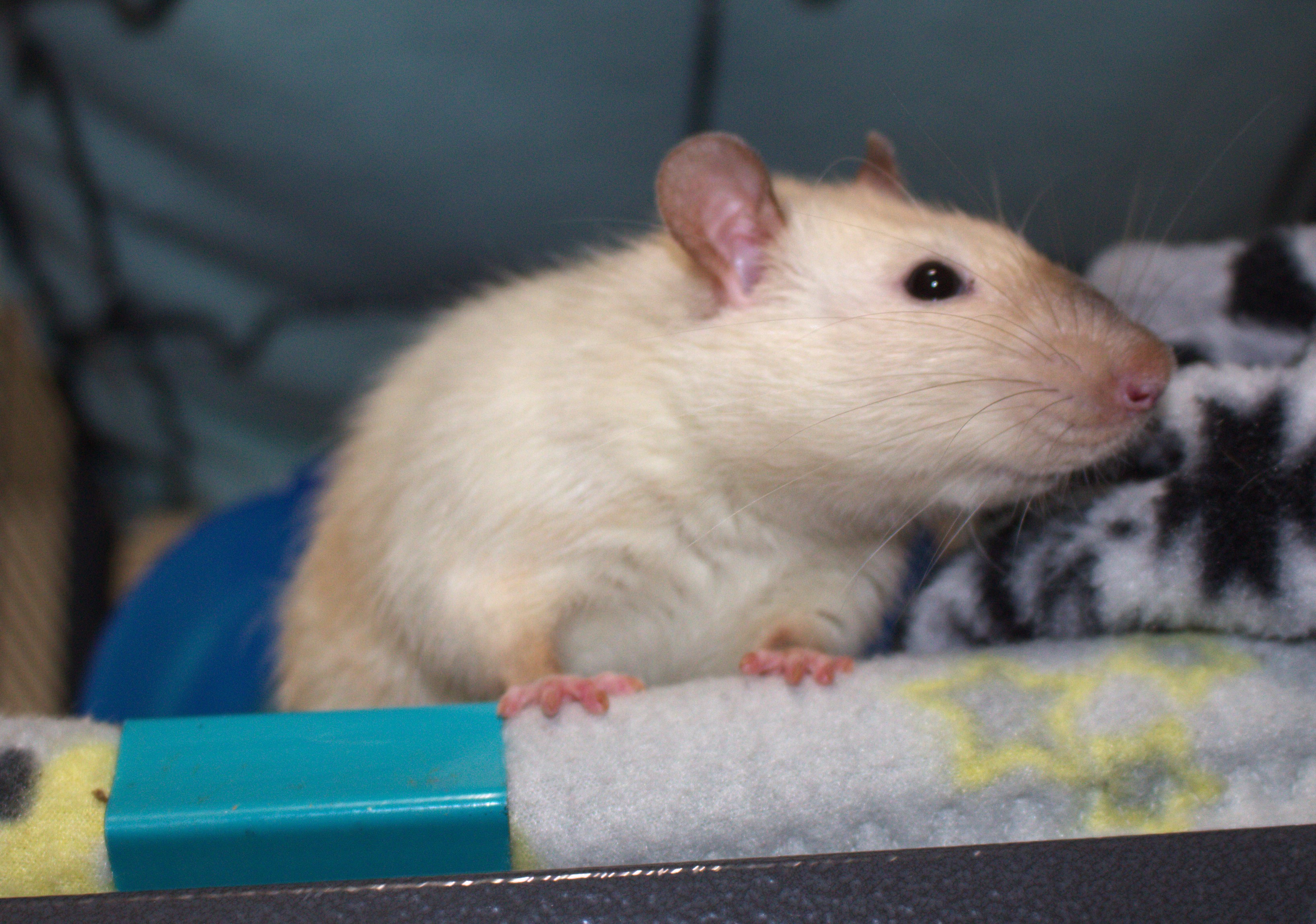 Arizona | Rat Breeder | Raining Rats Rattey