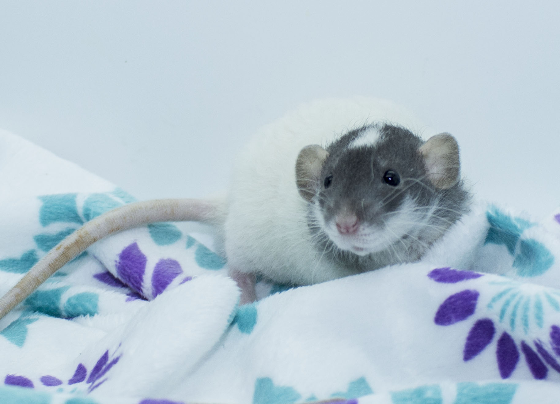Arizona | Rat Breeder | Raining Rats Rattey