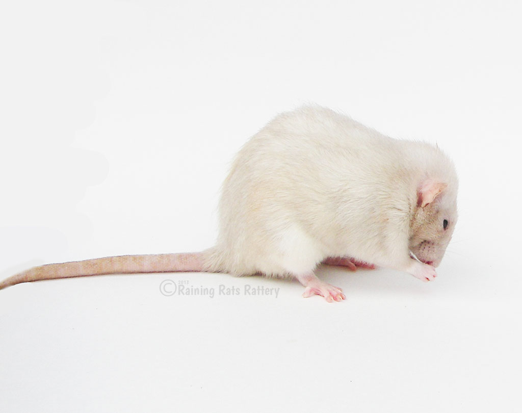 Arizona | Rat Breeder | Raining Rats Rattey