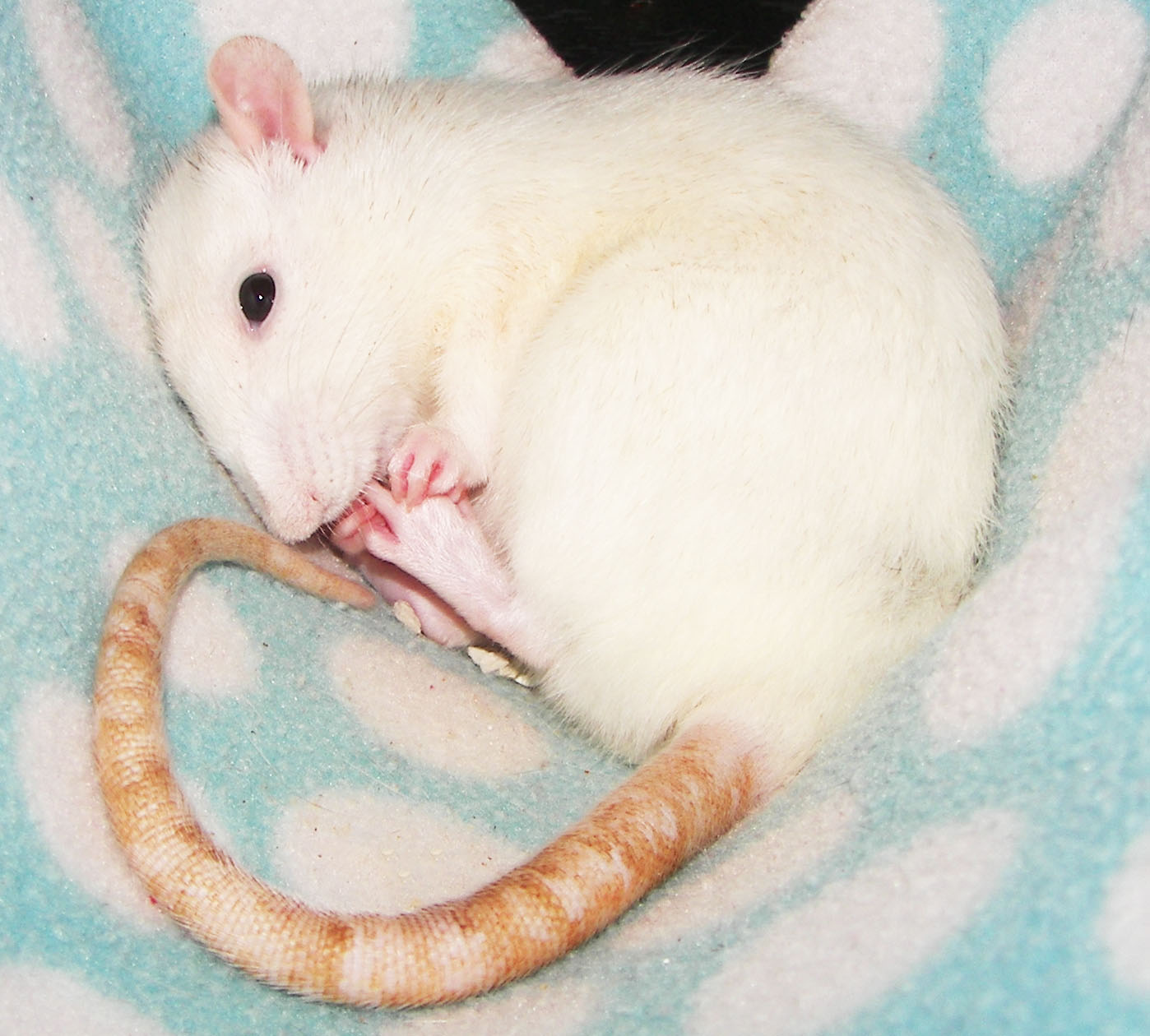 Arizona | Rat Breeder | Raining Rats Rattey