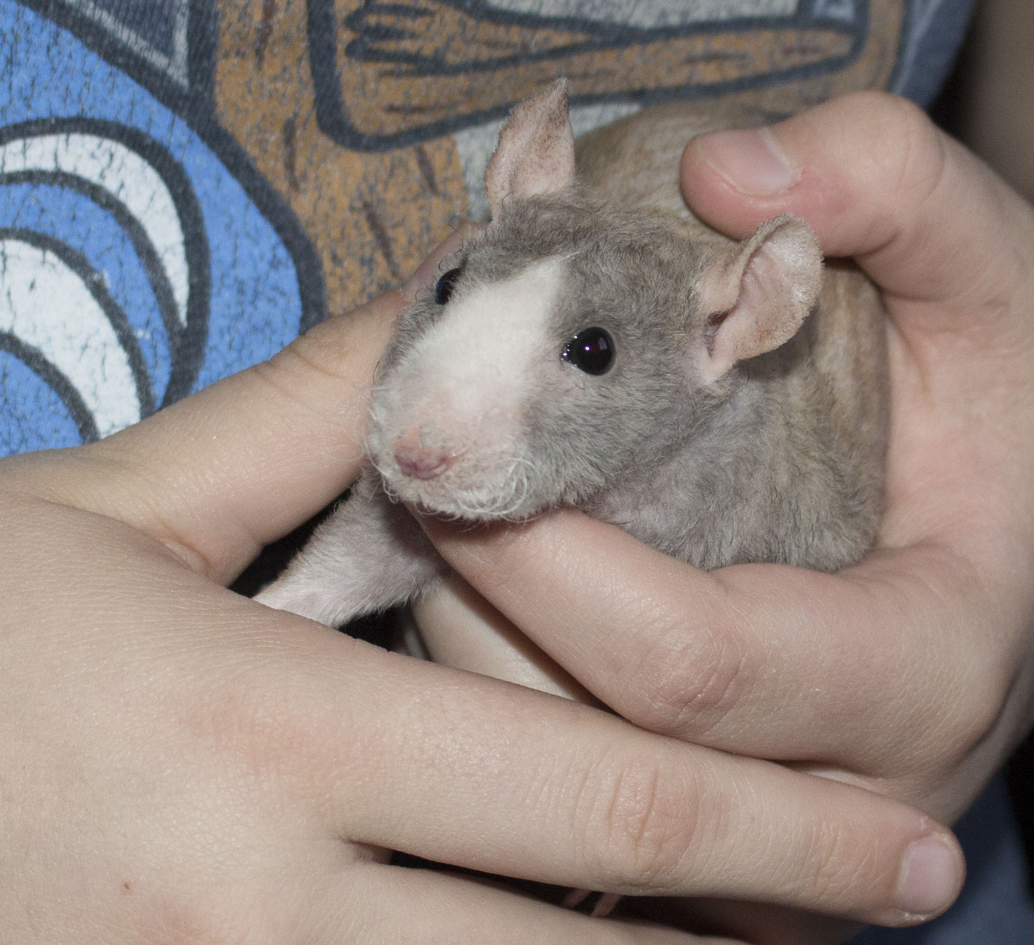 Arizona | Rat Breeder | Raining Rats Rattey