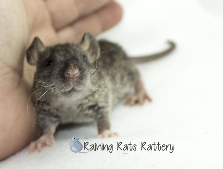 Arizona | Rat Breeder | Raining Rats Rattey