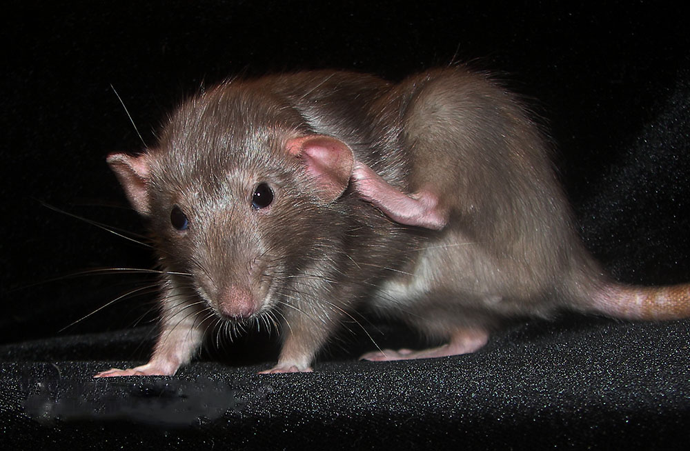 Arizona | Rat Breeder | Raining Rats Rattey
