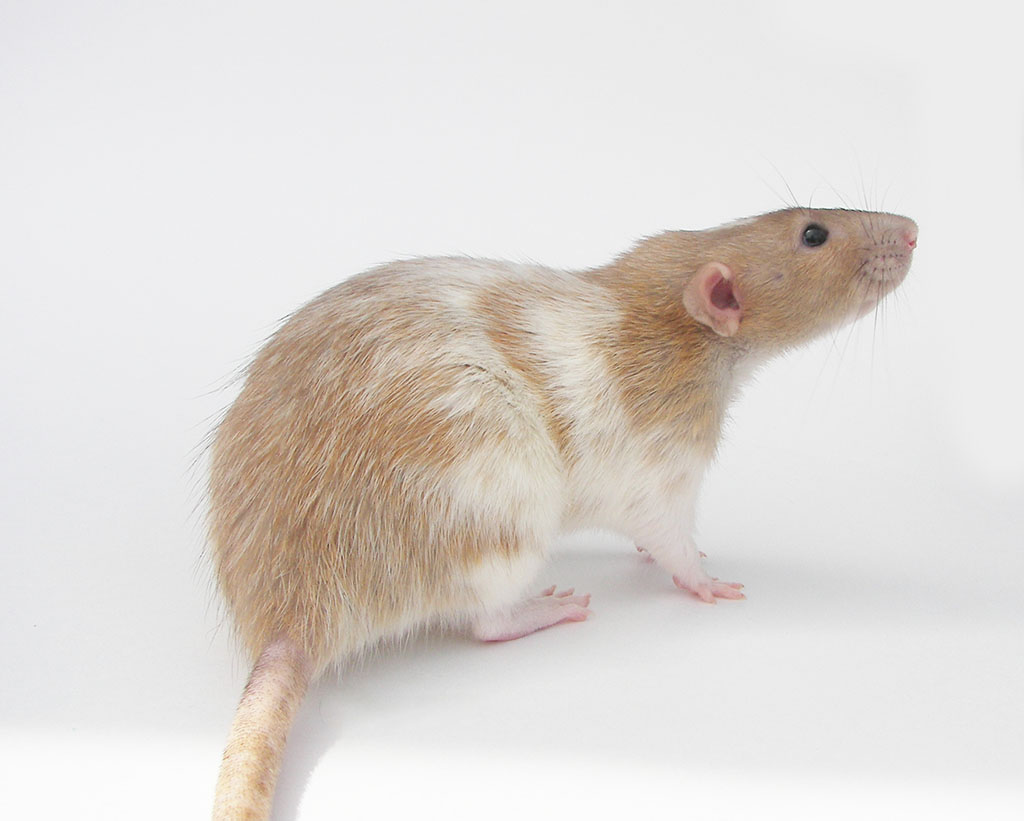 Arizona | Rat Breeder | Raining Rats Rattey