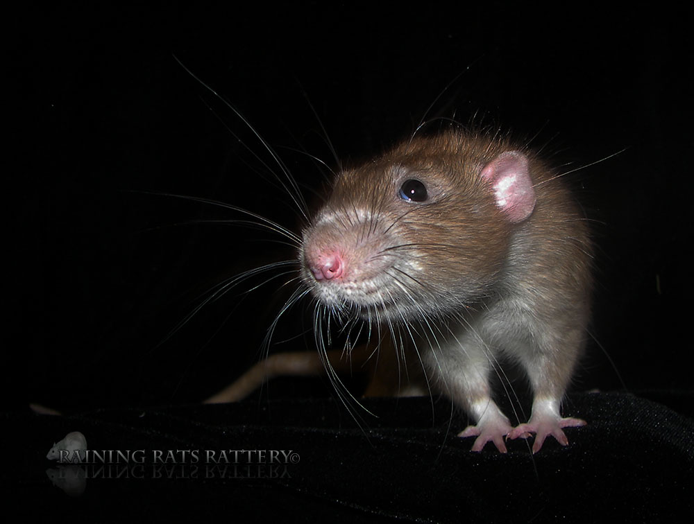 Arizona | Rat Breeder | Raining Rats Rattey