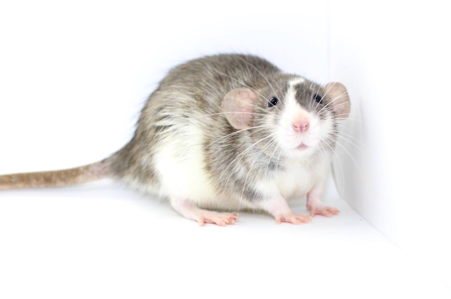 Arizona | Rat Breeder | Raining Rats Rattey