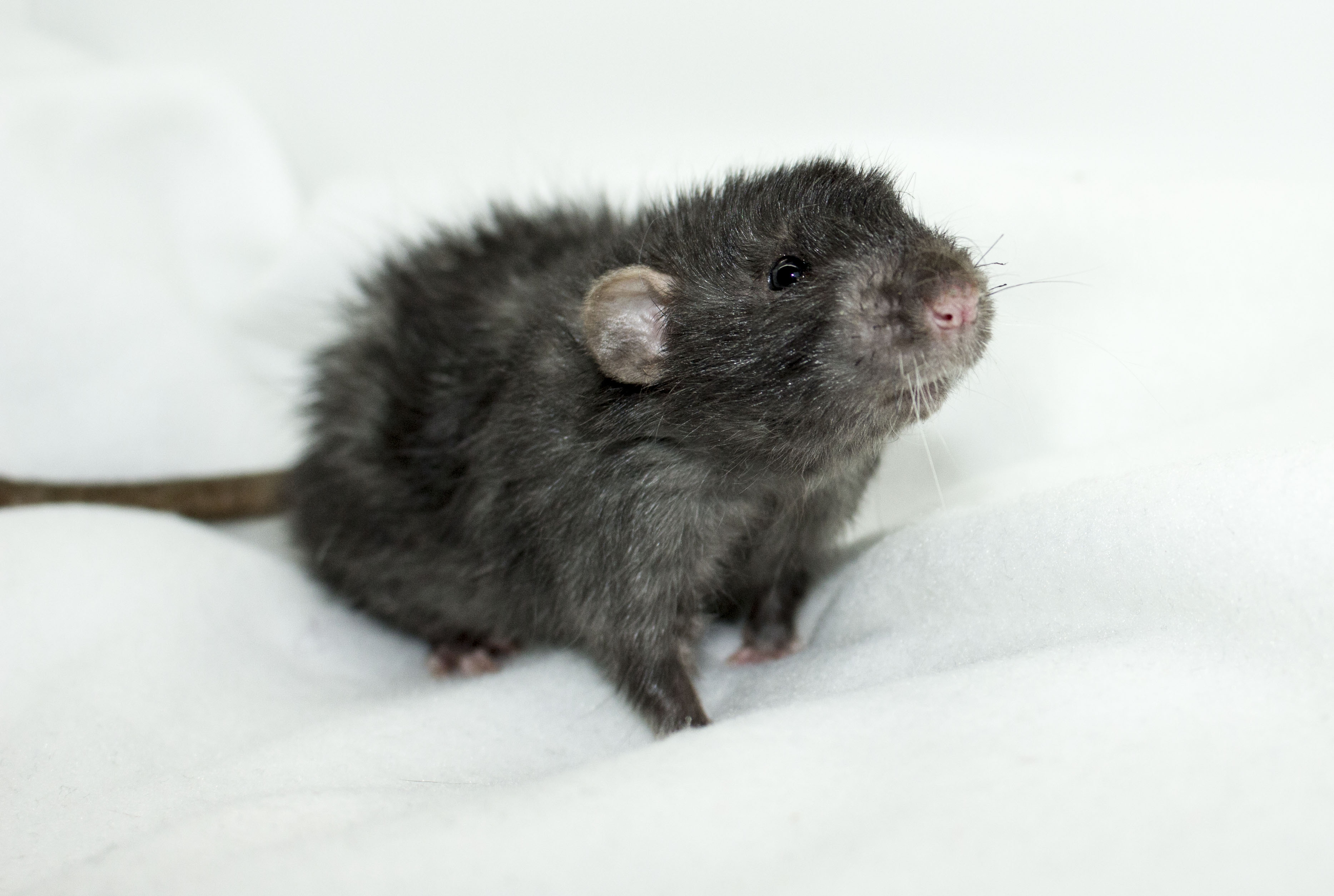 Arizona | Rat Breeder | Raining Rats Rattey