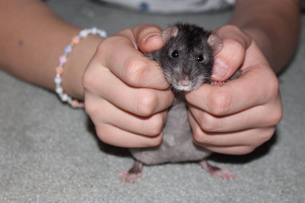 Arizona | Rat Breeder | Raining Rats Rattey