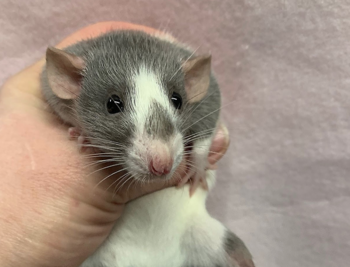 Arizona | Rat Breeder | Raining Rats Rattey