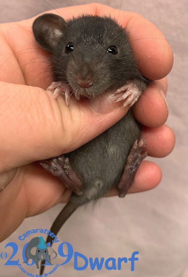 Arizona | Rat Breeder | Raining Rats Rattey
