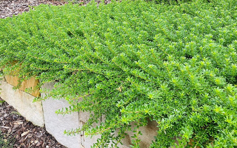 MYOPORUM PARVIFOLIUM 'BOOBIALLA'