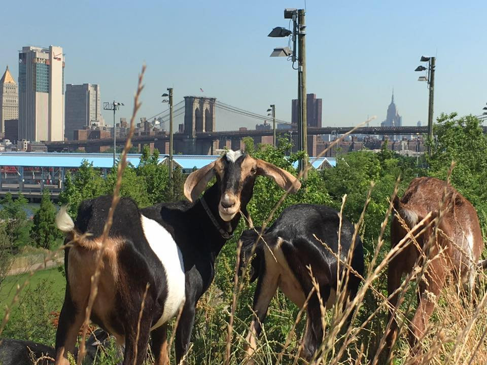 Green Goats | New York | Hudson Valley Happenings