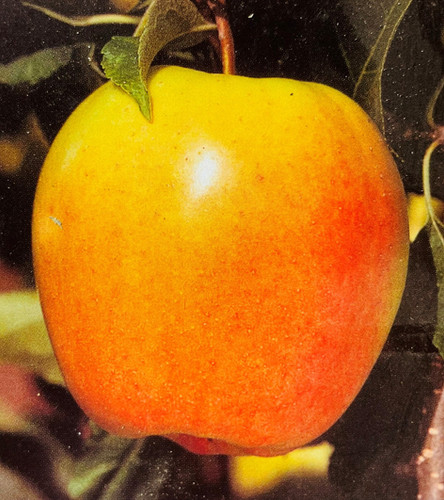Apple - Prairie Sensation | Boughen Nurseries