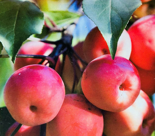 Crab Apple - Kerr | Boughen Nurseries