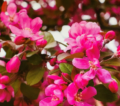 Flowering Crab - Gladiator | Boughen Nurseries