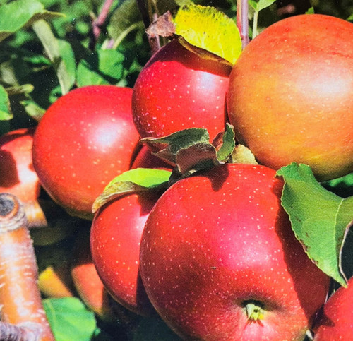 Apple - Gemini | Boughen Nurseries