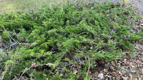 Juniper - Buffalo | Boughen Nurseries