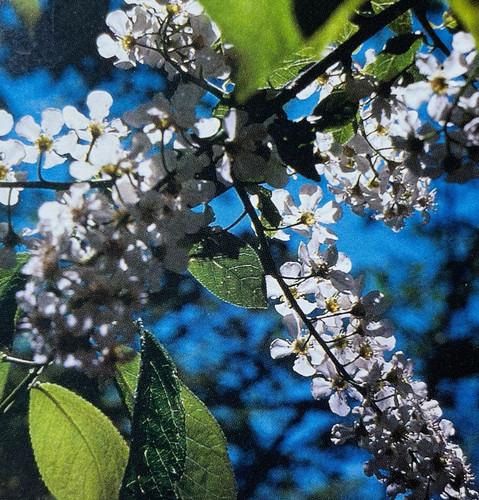 Mayday Tree | Boughen Nurseries