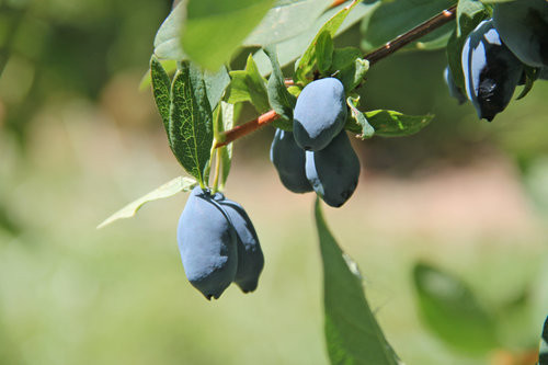 Haskap/Honeyberry - Tundra | Boughen Nurseries