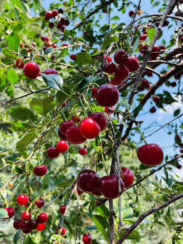 Cherry - Romeo | Boughen Nurseries