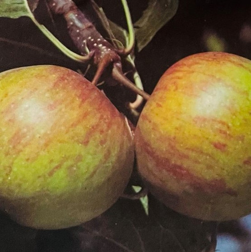 Apple - Battleford | Boughen Nurseries