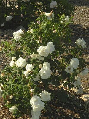 Marie Bugnet Rose - White | Boughen Nurseries