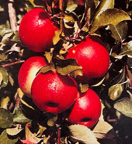 Apple - Goodland | Boughen Nurseries