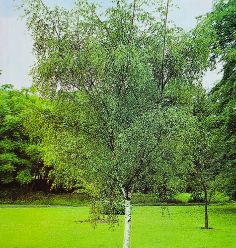 Birch - Cut Leaf Weeping | Boughen Nurseries