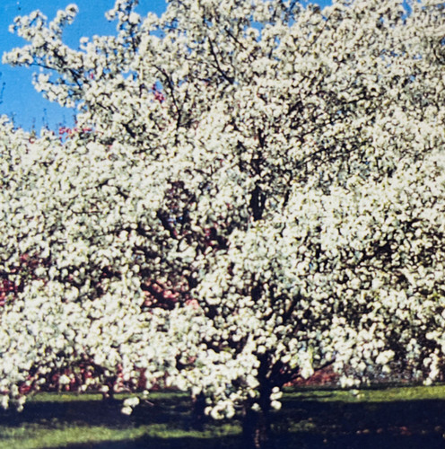 Crab Apple - Dolgo | Boughen Nurseries
