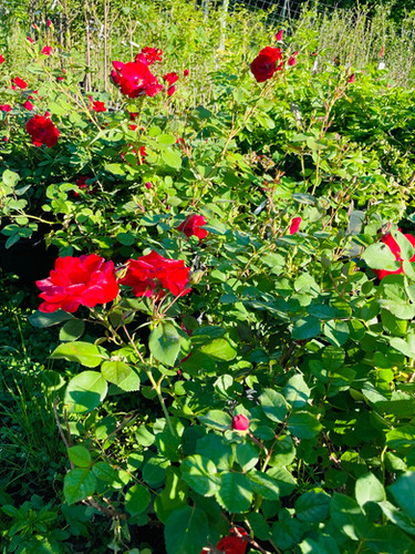 Nicolas - Bright Red | Boughen Nurseries