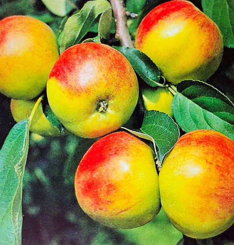 Apple - Prairie Sun | Boughen Nurseries