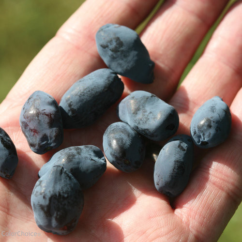 Haskap/Honeyberry - Borealis | Boughen Nurseries