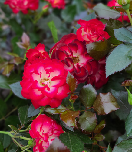 Never Alone Rose - red edges with white centers | Boughen Nurseries