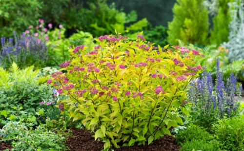 Spirea - Fire Light | Boughen Nurseries