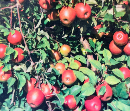 Apple - Norkent | Boughen Nurseries