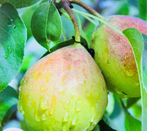 Pear - Early Gold | Boughen Nurseries