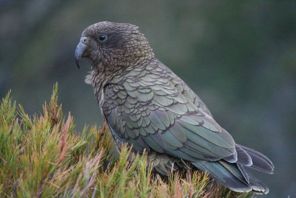 Kea – NZ’s alpine parrot