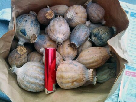 Shop | Dried poppy pods | USA/Canada