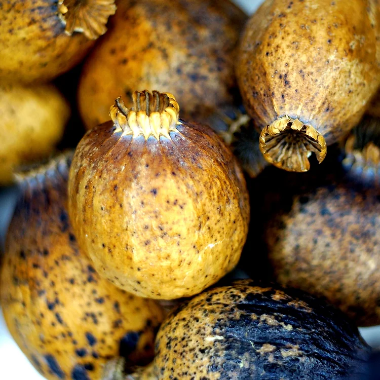 Shop | Dried poppy pods | USA/Canada