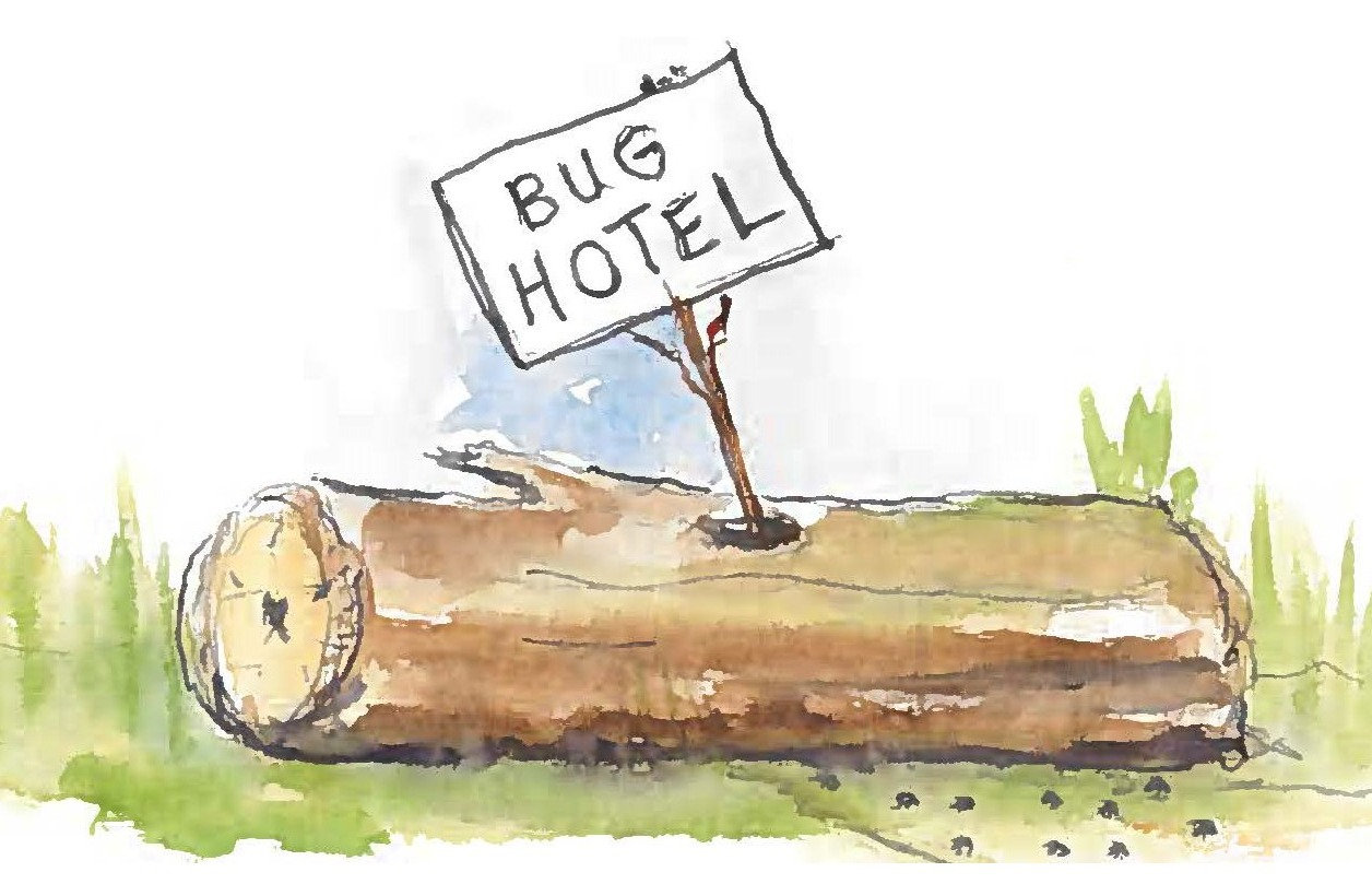 Bug Camp | FerntopNatureSchool