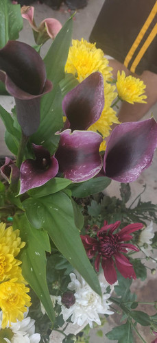 Alcatraz Morado Oscuro | Vivero Pepe Plantas