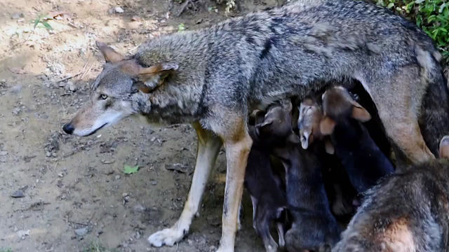 ADORABLE VIDEO OF RED WOLF PUPS NURSING