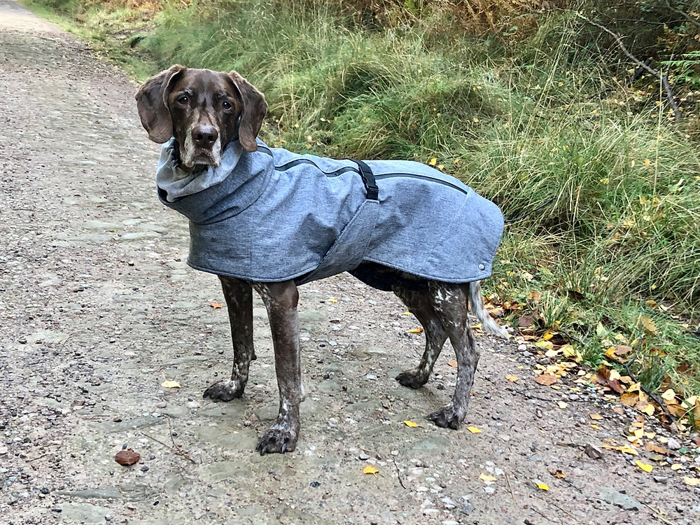 A Warm Muscle is a Happy Muscle: 5 ways you can keep your dog’s muscles ...