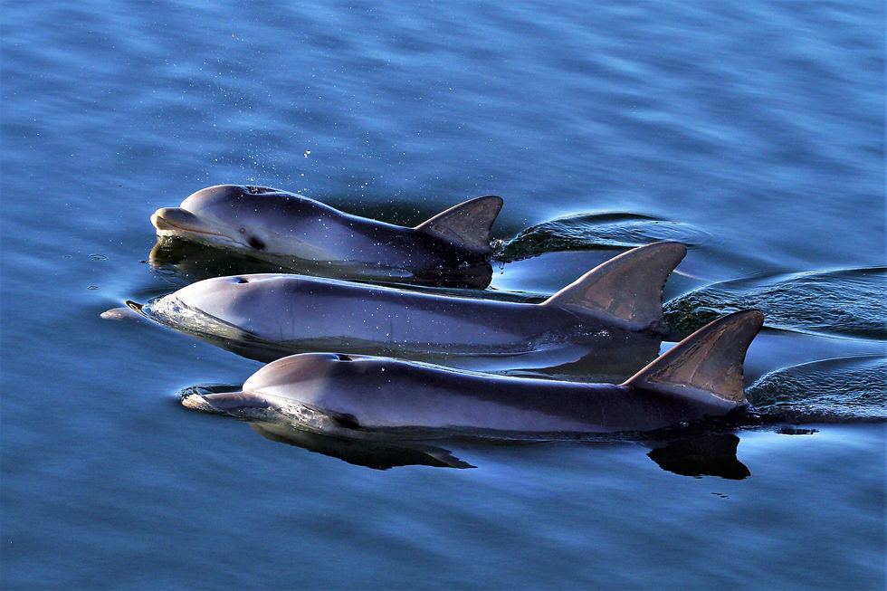 Port River Dolphins ID catalogue | Dolphin Dock