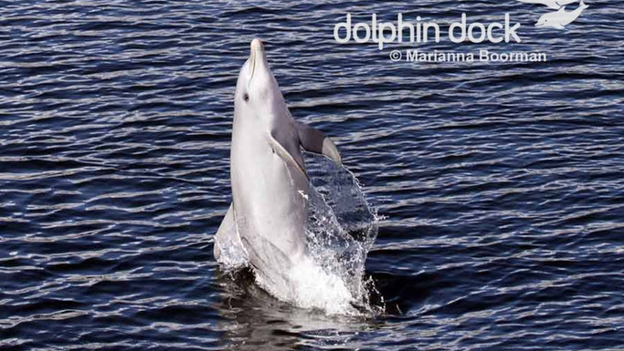 Dolphins tail walking - Photography | Dolphin Dock